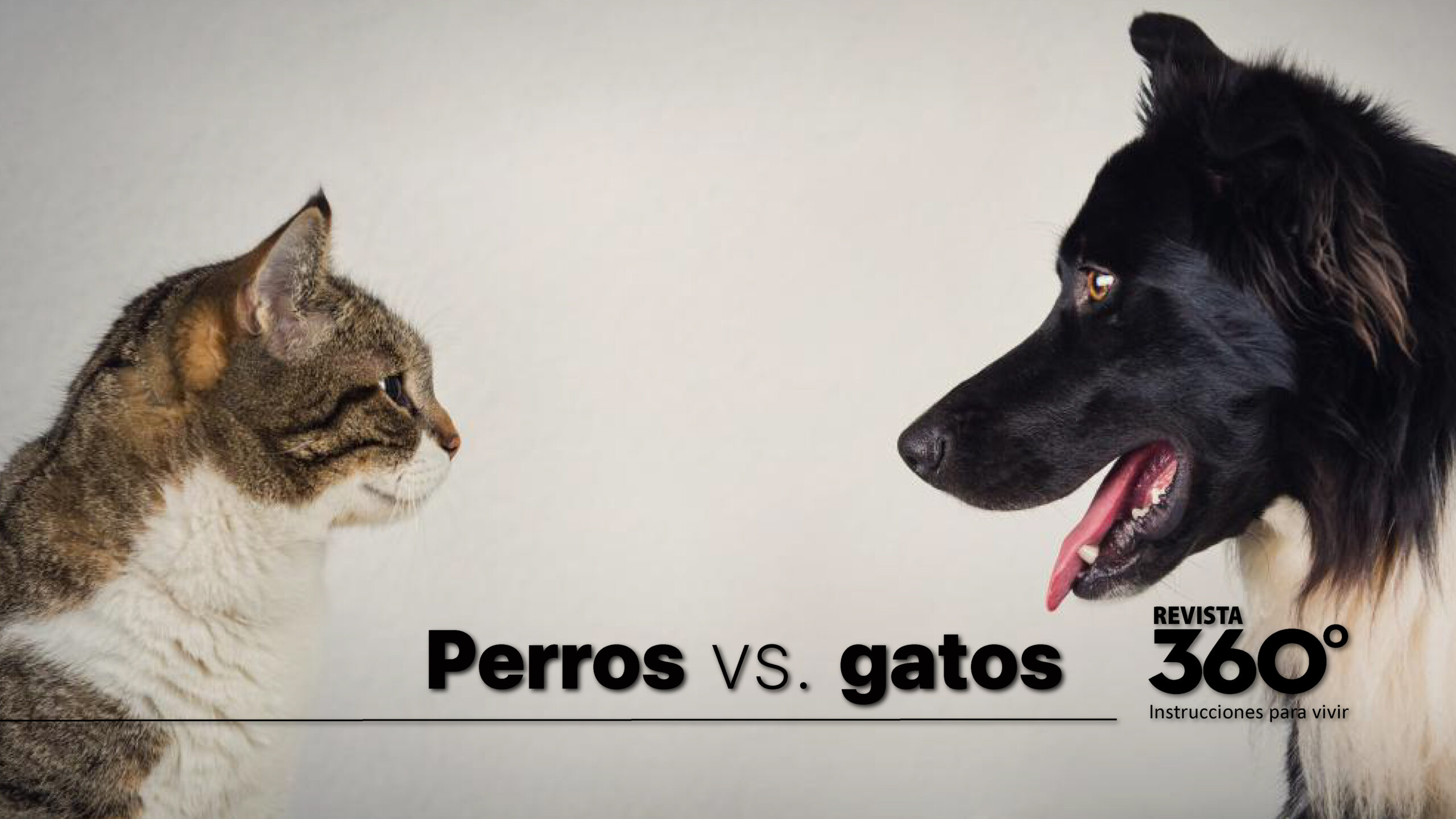 Gatos vs perros: ¿Qué prefiere el mundo? - Revista 360 Grados