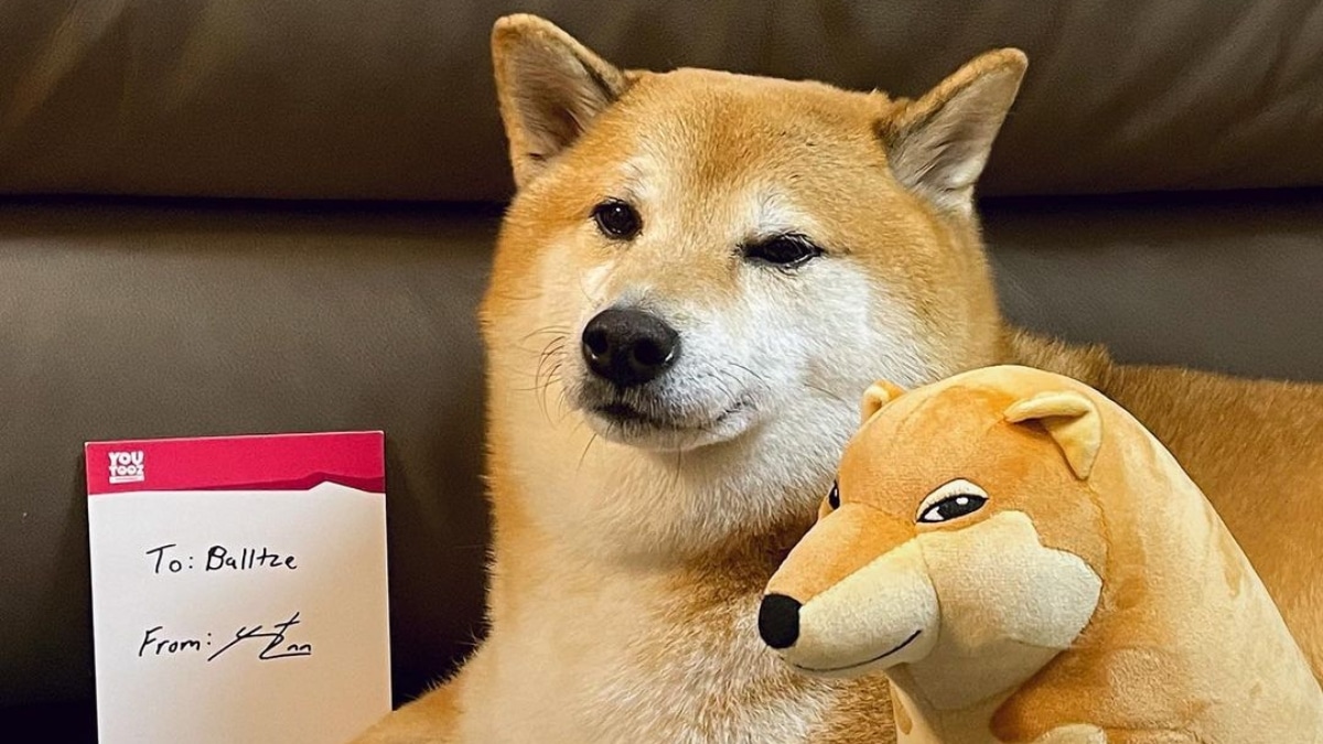 Cheems, la perrita viral, está enferma y su dueña ‘teme lo peor’