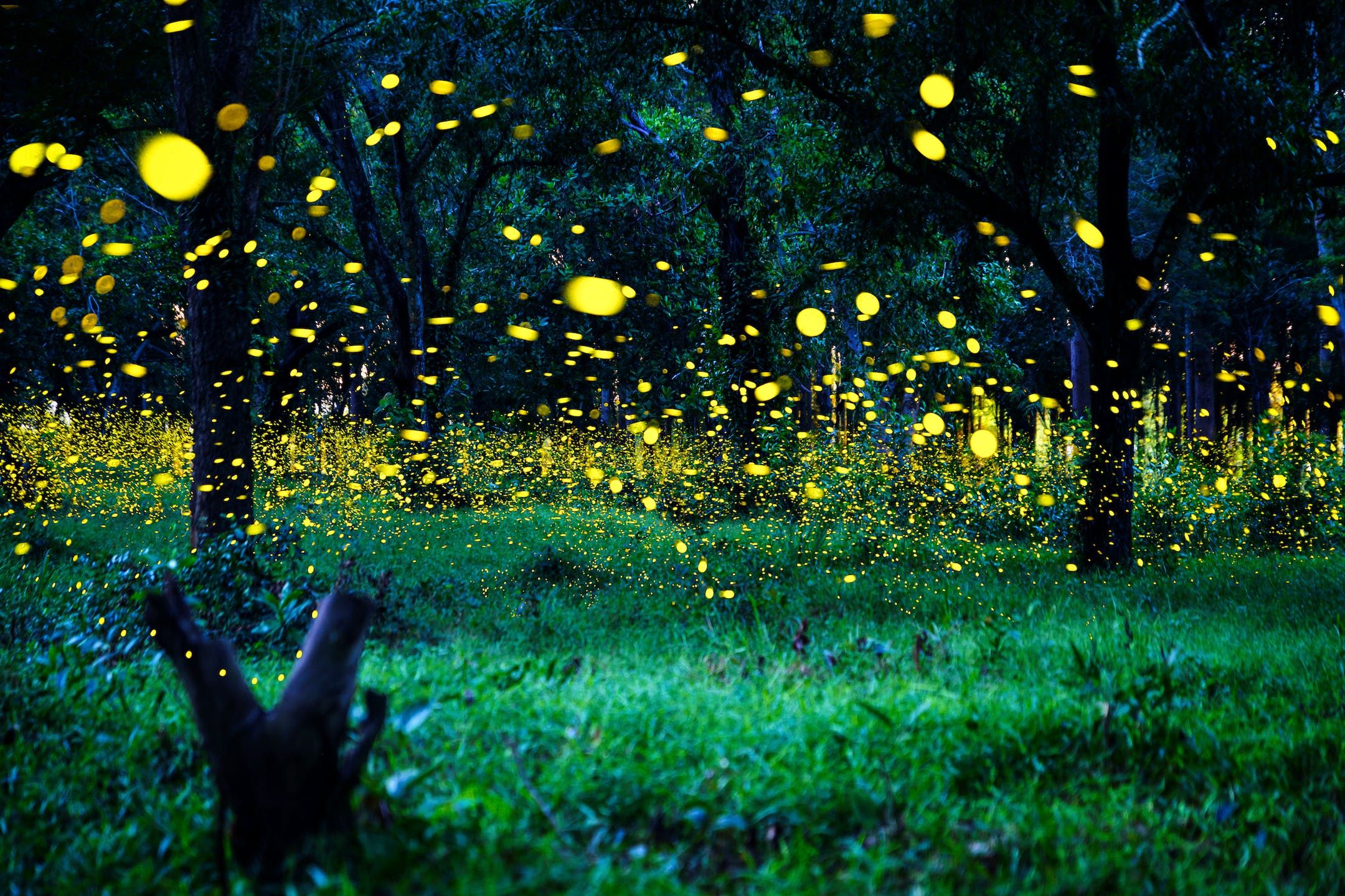 Cuánto cuesta ir al santuario de las luciérnagas en Nanacamilpa