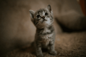 ¿Por qué le dicen ‘michi’ a los gatos en México?